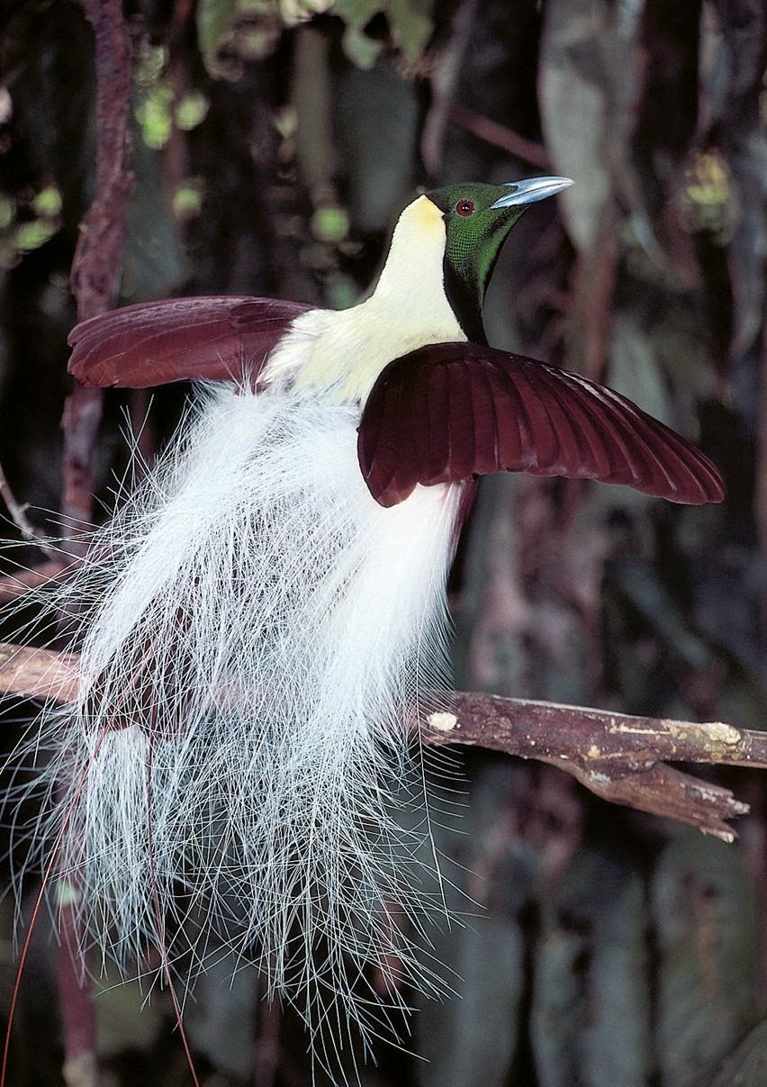 Most Terrifying & Amazing Creatures on Earth....: Emperor Bird of ...