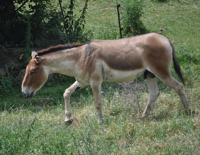 ZOOTOGRAFIANDO (6.100 ANIMALS): KIANG / KIANG (Equus kiang)