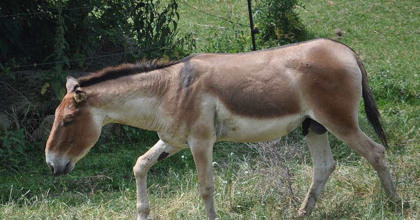 ZOOTOGRAFIANDO (6.100 ANIMALS): KIANG / KIANG (Equus kiang)