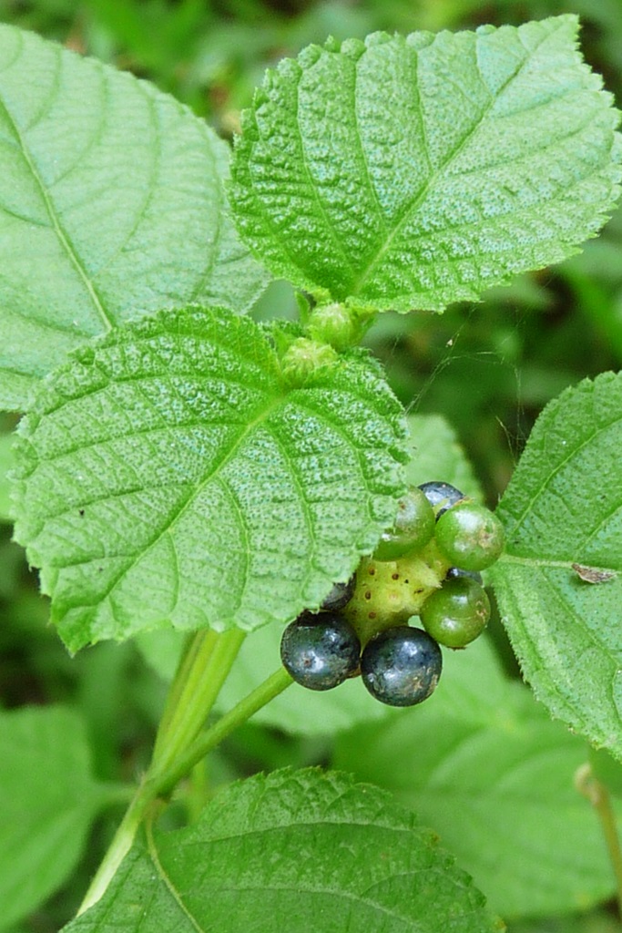 Poisonous Plant: Lantana camara