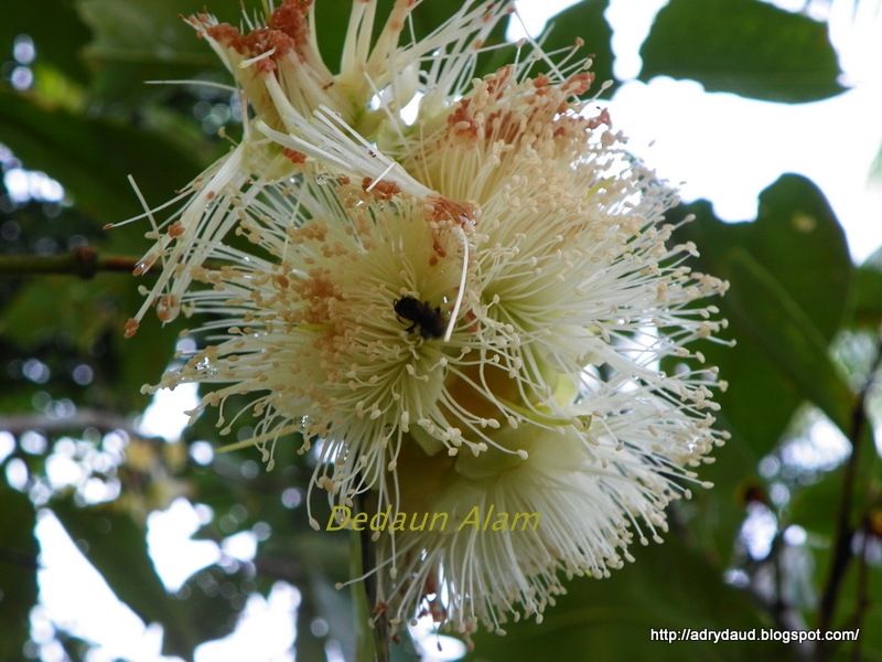 Dedaun Alam: Kelulut & Bunga Jambu Air