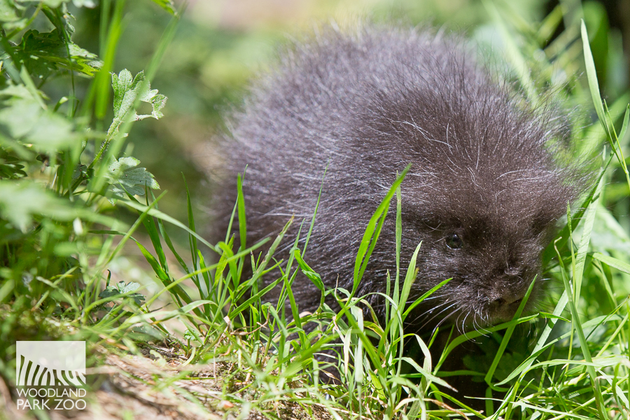 Adventures of a baby porcupine