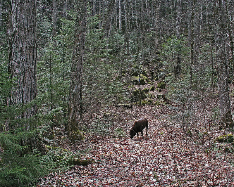 Escape To The Enchanting Little Moose State Park: Your Gateway To Maine ...