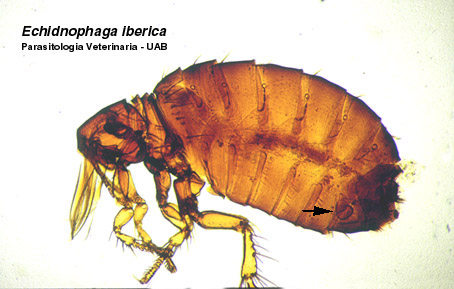Pinjal dan Metode Pengendaliannya – Jati.id