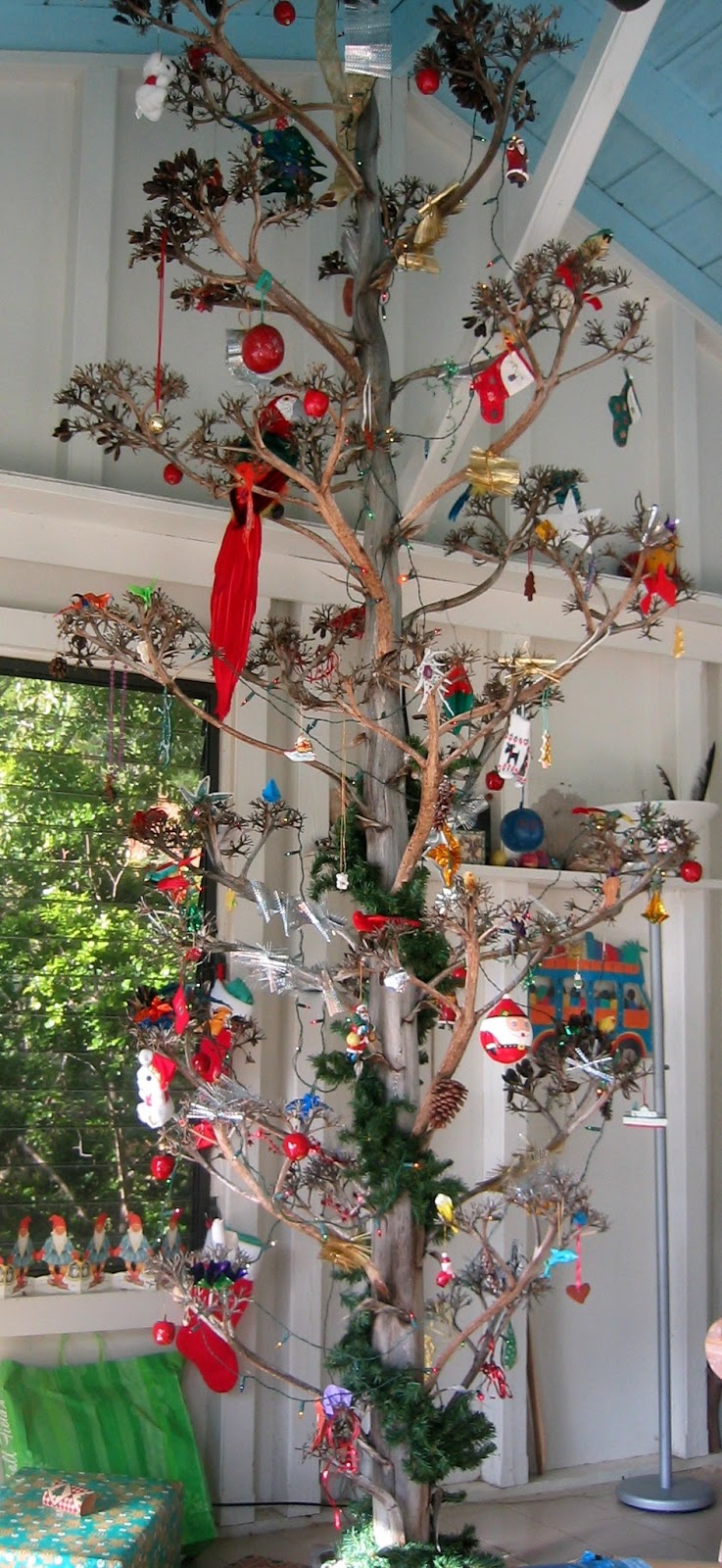 Connecting with Nature: Missing Century Plants