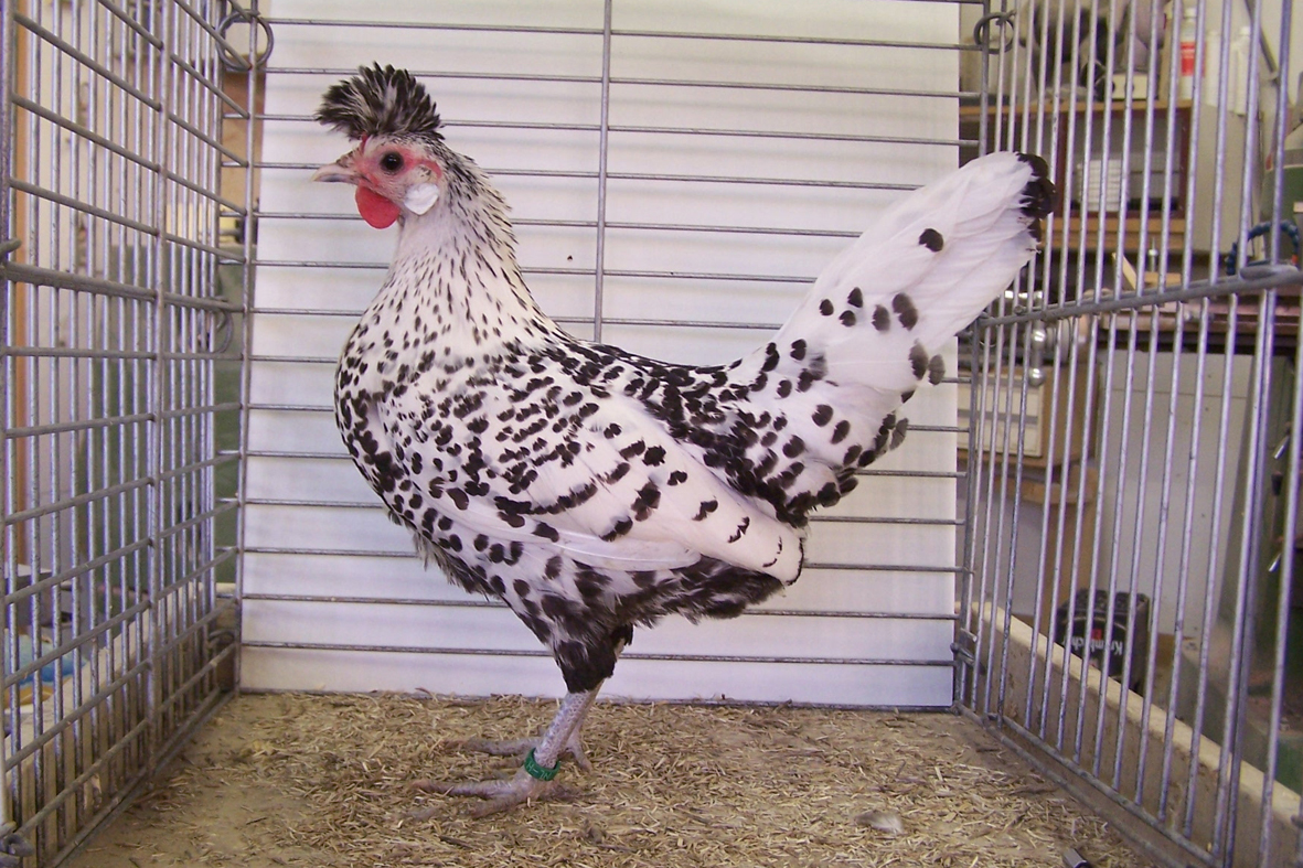 Breed Savers: Appenzeller Spitzhauben