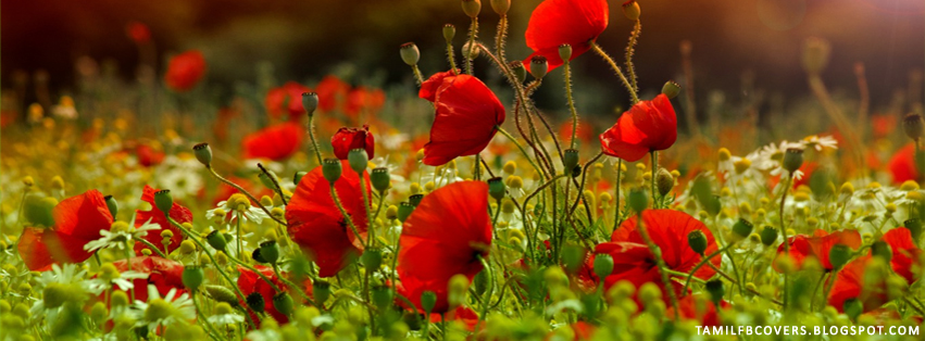 My India FB Covers: Red Poppies Field - Flower FB Cover