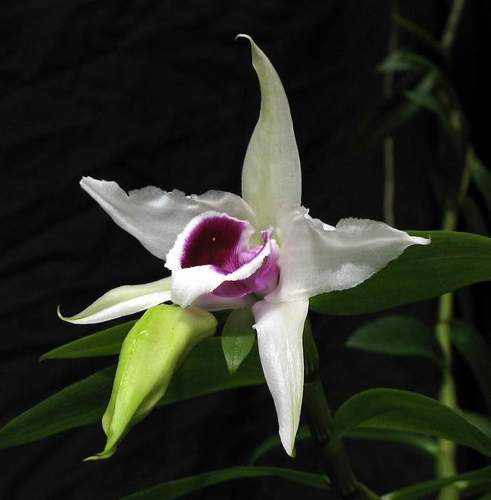 Ricardo's Blog, : Soft cane Dendrobium, end of growing season flowers