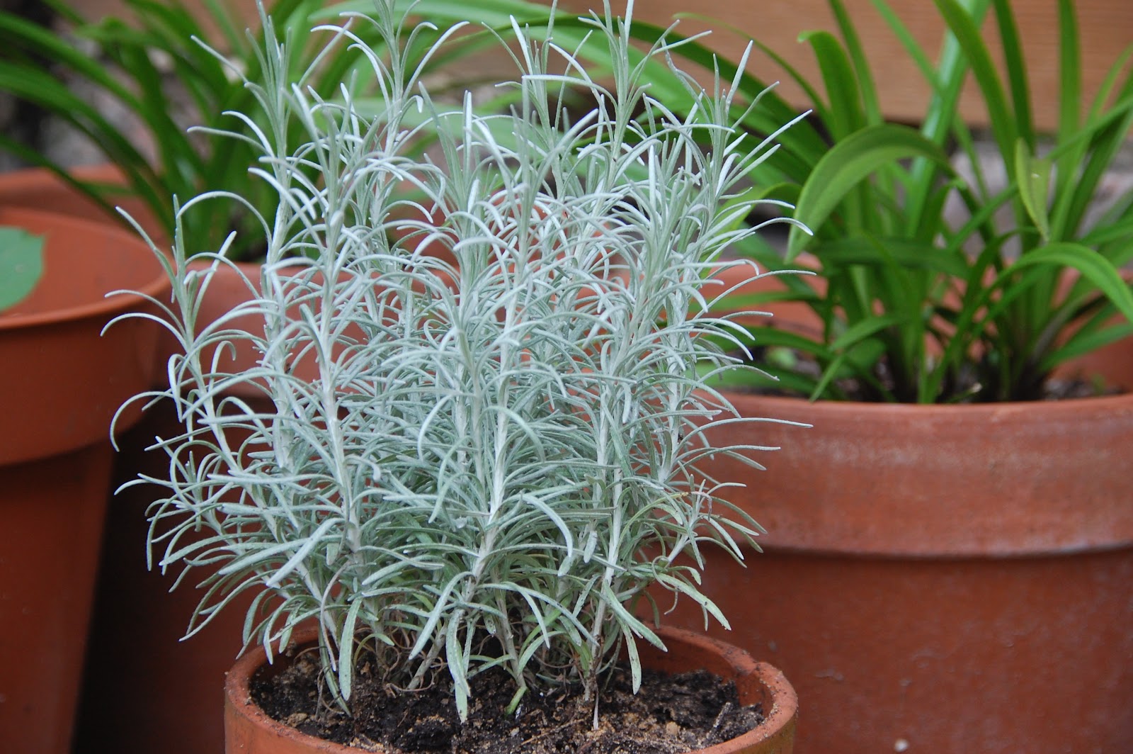 Licencetokillslugs: June 2012