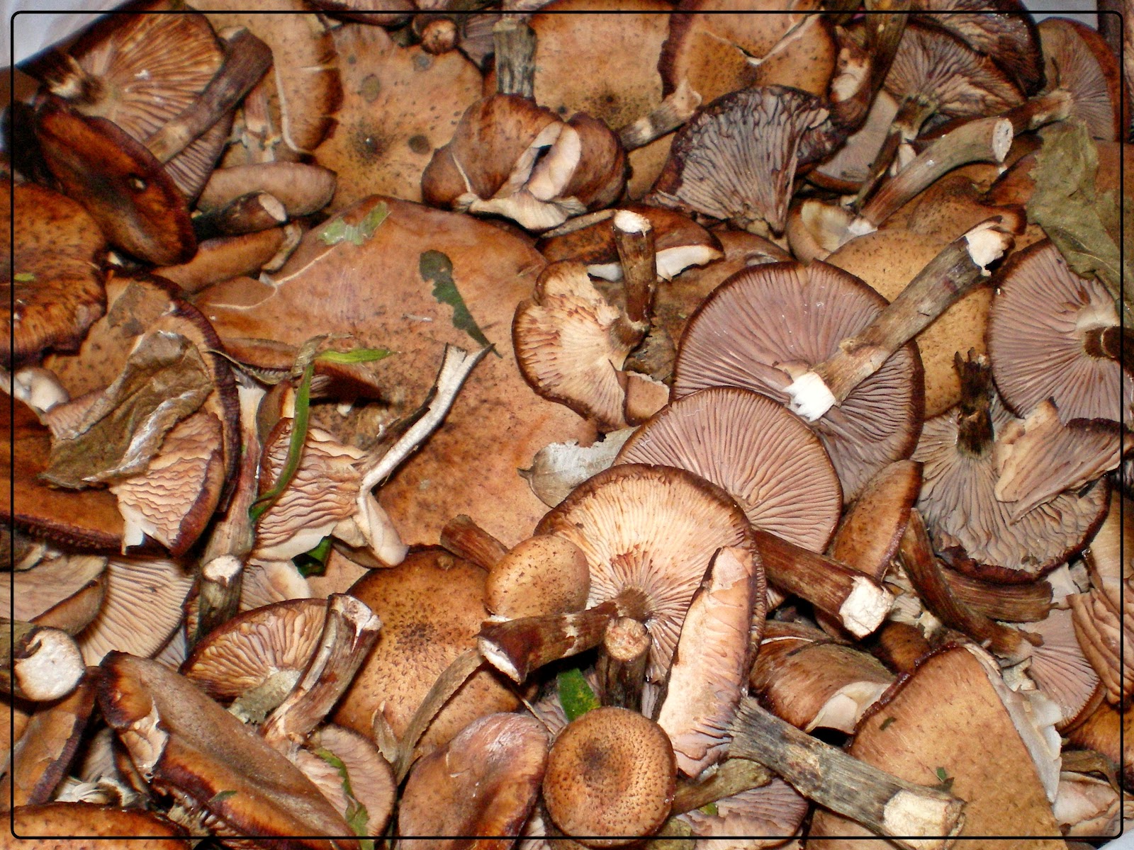 PASIUNI: GHEBE CU SMÂNTÂNĂ