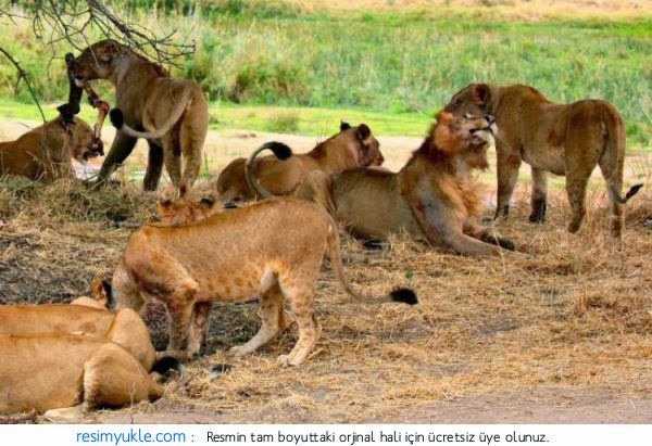 hayvanların ilginç dünyası: ASLANLAR 1