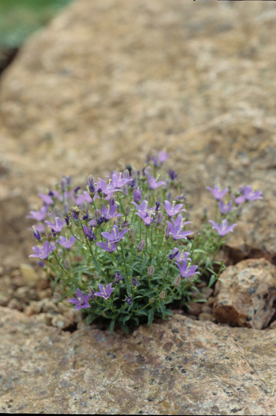 Prairiebreak: B.C. (more ancient scans)