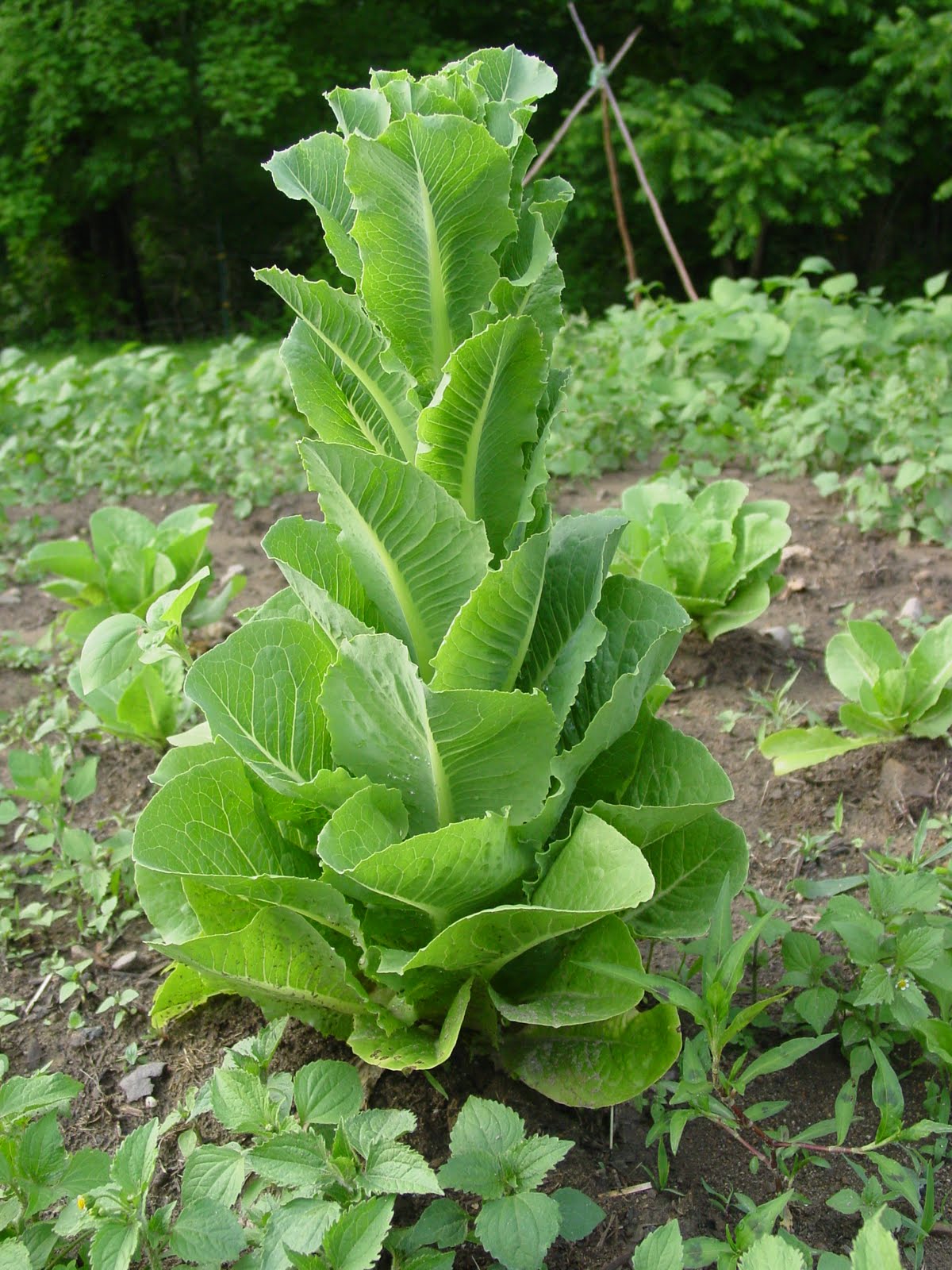 crow: weed until you find berry birds and bees