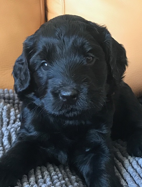 Golden Gate Labradoodles: Authentic Australian Labradoodles