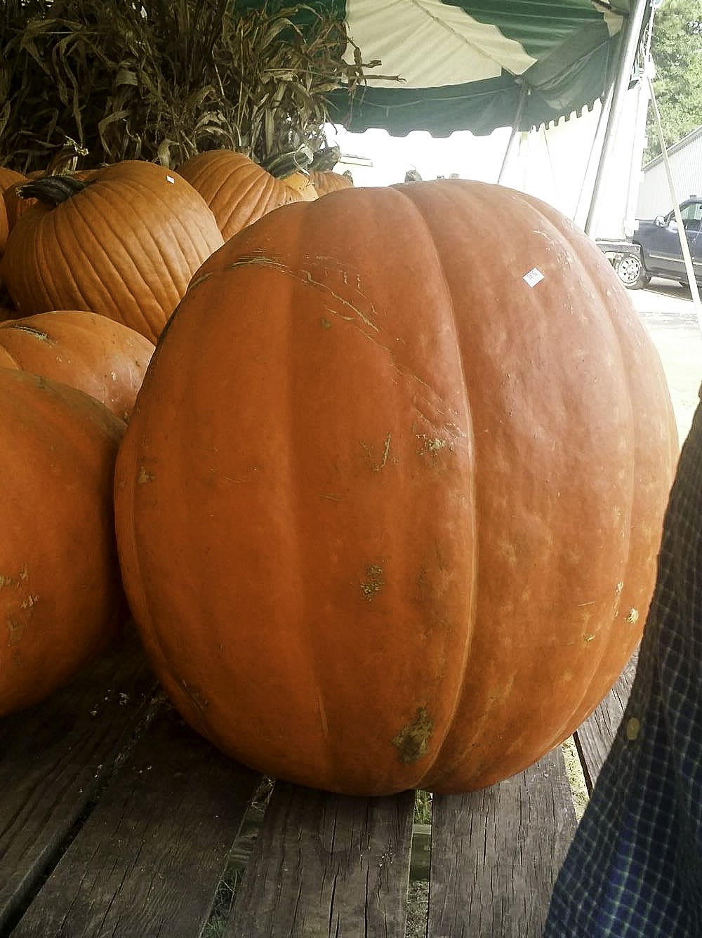 Pumpkin decorating with the girls | Hippie Chic's Makings