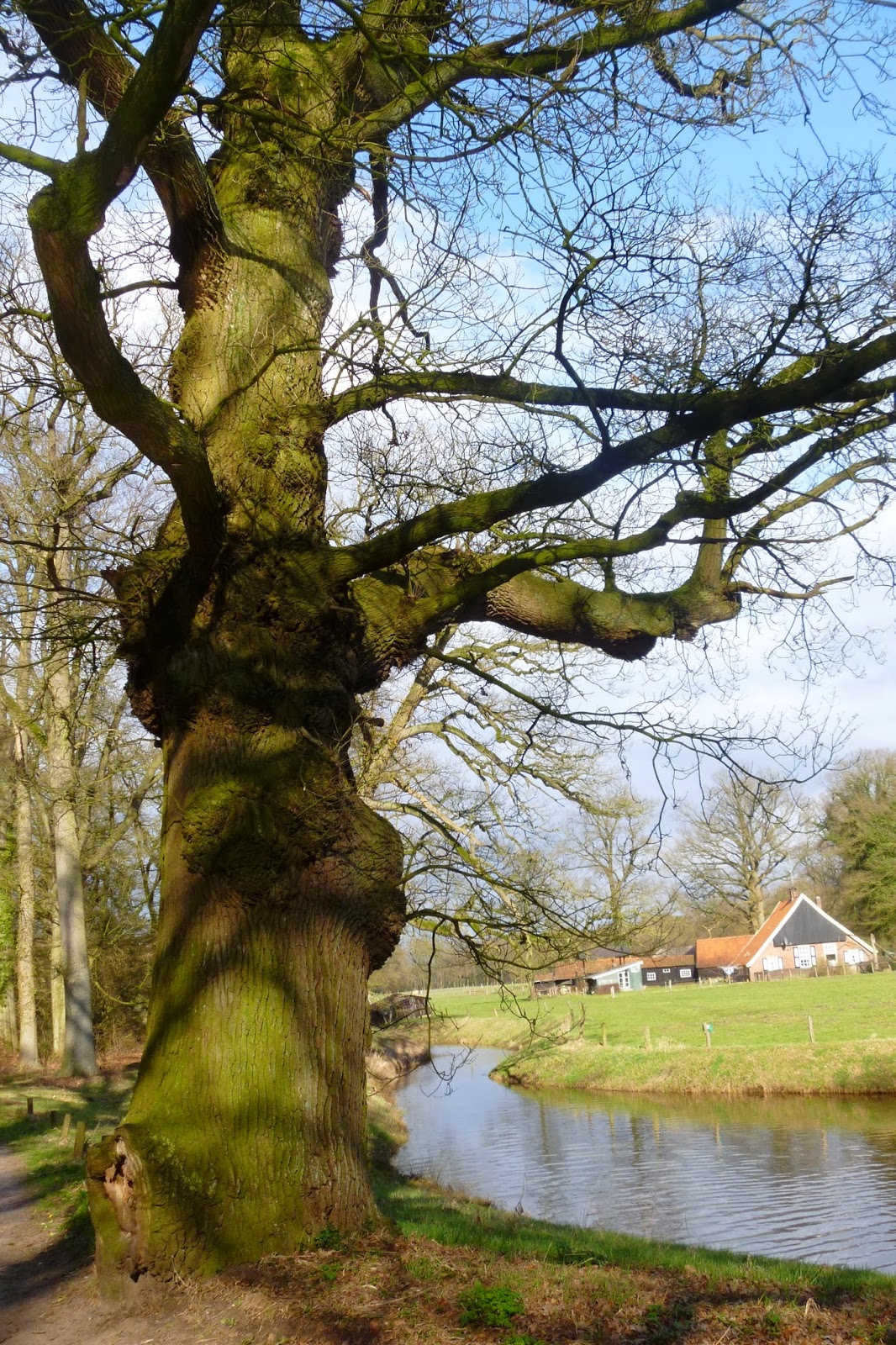 Bomenstichting Achterhoek: Oude bomen beter voor klimaat