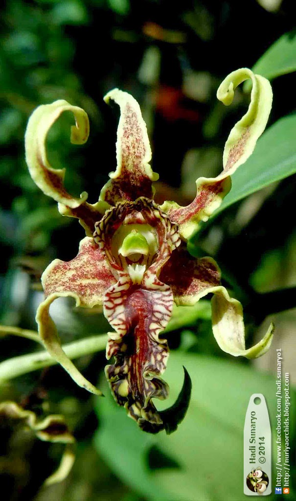 Hadi Orchids (Nuriya Orchids): Dendrobium spectabile (Blume) Miq., Fl ...