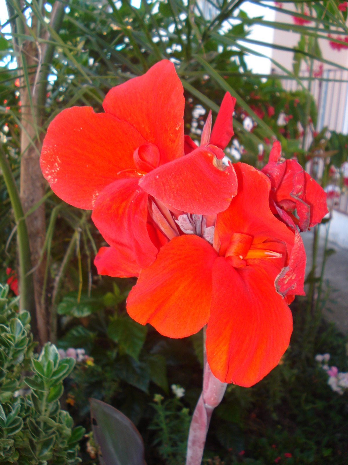 Canguçu em Cores: Imbiri - Canna X generallis -- Imagens - Canguçu - RS ...