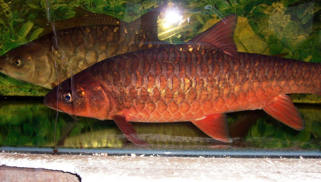 Red Mahseer In Aquaria ~ Fish Video