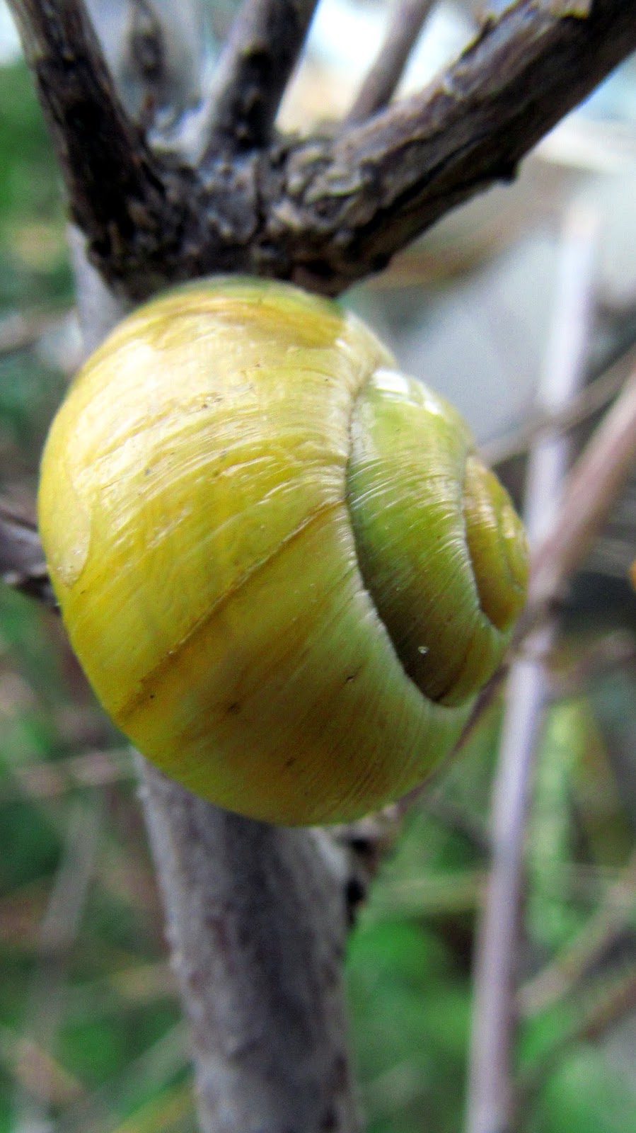 Wandering in Canada: Introduced Species: Snails - Cepaea spp.