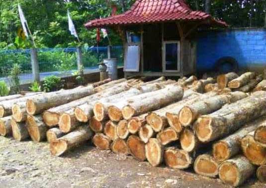 Bisnis Kayu Komersil: Mengenal Kayu Jati (Tectona grandis L.f)