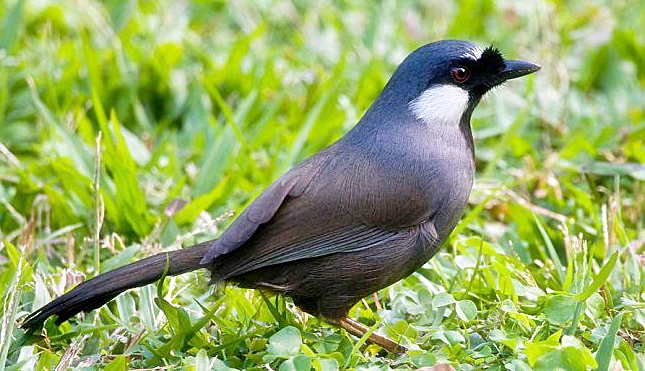 Burung Poksai - Ocehan Kenari