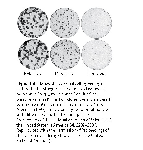Stem Cell - pediagenosis