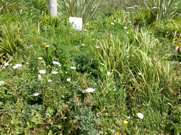 Listowel Connection: Michael D is due in Town, Police Mutiny in 1920 ...