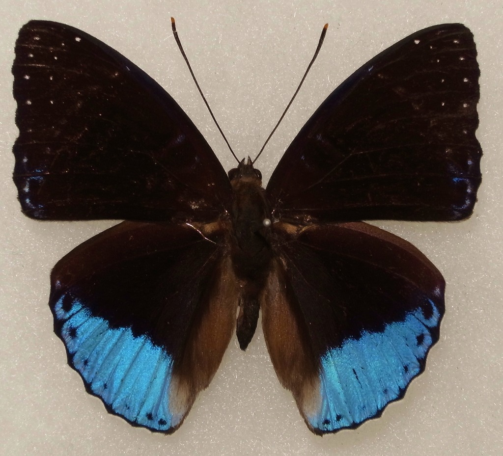 BSJ Blog (English Version): The Constable (Genus Dichorragia) and its ...