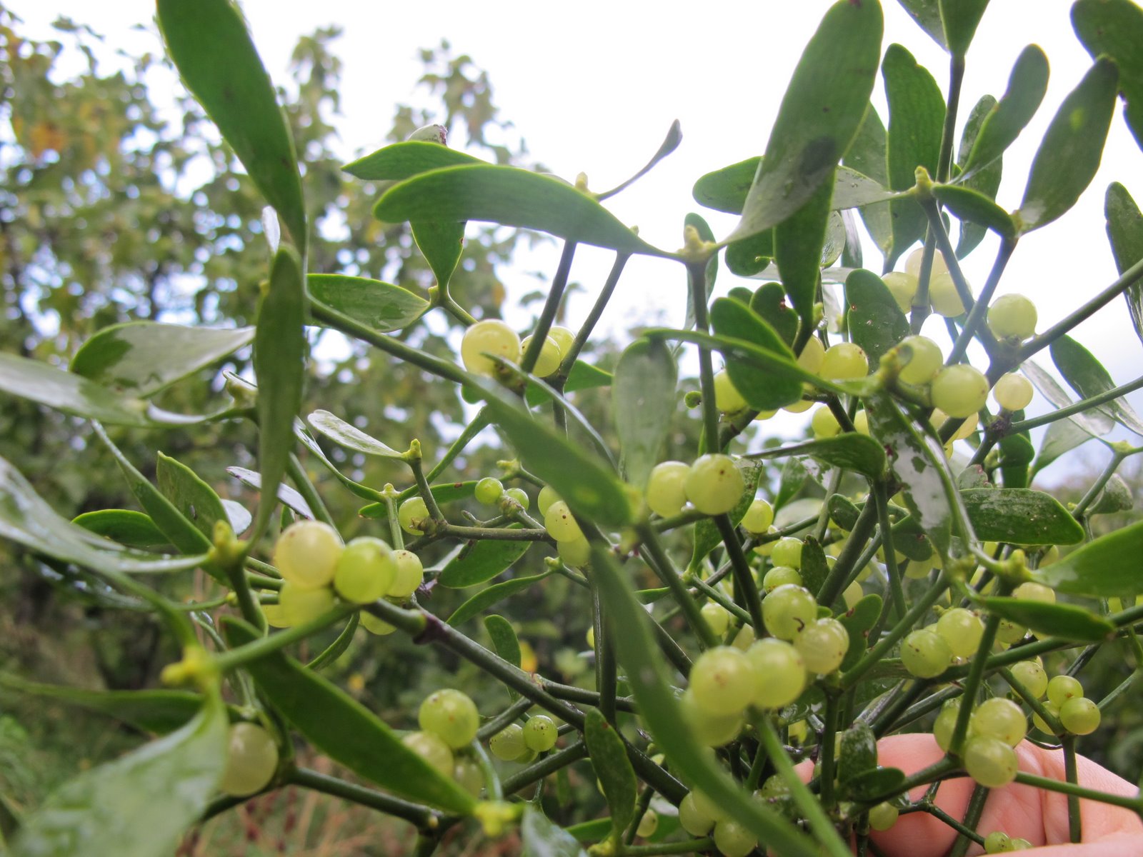 FLORA NEL SALENTO e.. anche altrove: Viscum album L. - Viscaceae ...