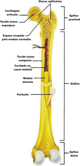 HISTOFISIOS: TECIDO ÓSSEO