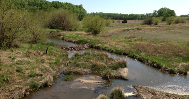 https://lynfenwick.blogspot.com: Beavers in Kansas