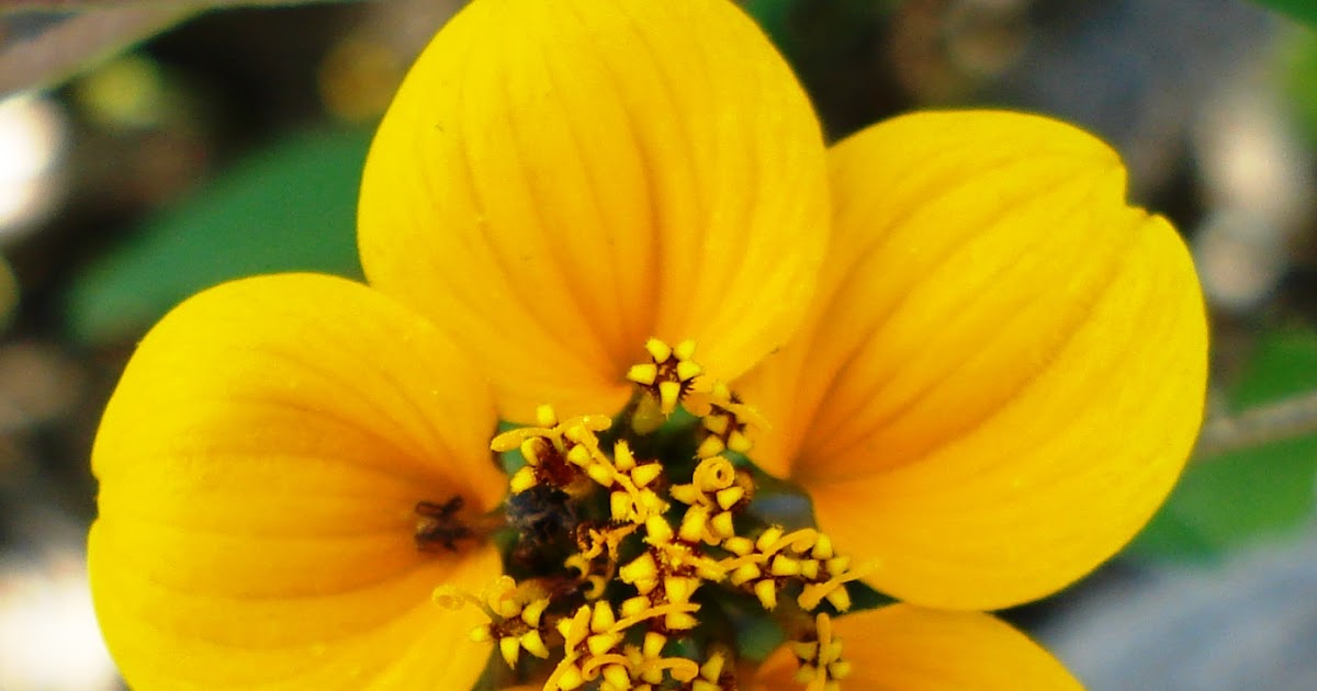 Mar Café: Xiquiyehua moxochitl (Guarda mi flor, en nahuatl)