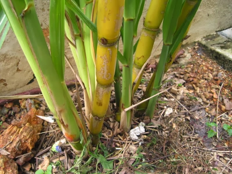 Backyard Gartner - Plant Them All!!: Tebu Hujung Minggu