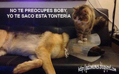Memes De Gatos Y Perros Chistosos: El Secreto Del Gatito | Imágenes Y ...