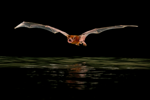 Bulldog Bat | The Most Dangerous Bats | The Wildlife