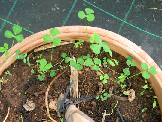 Compost Farming Hestel Tellus: Alwin Seifert and the Microbes.