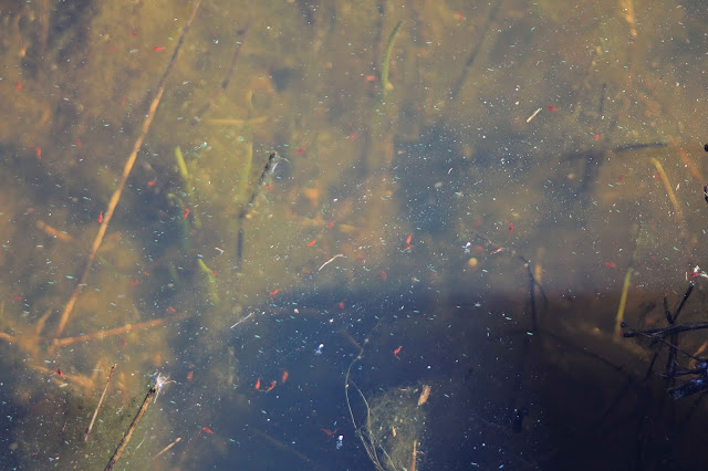 Camissonia's Critter Life List: Cyclops species (Red-Orange Copepods)