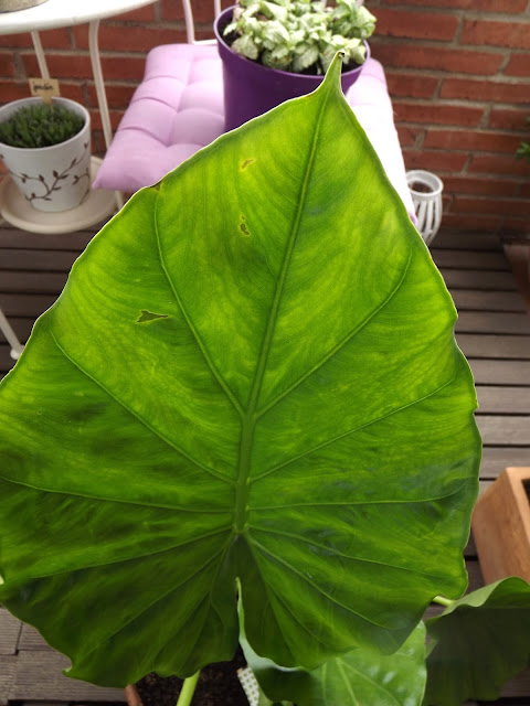 Un vergel en la ciudad: La planta de La Marquesa...