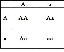 EC Honors Biology: Punnett Squares