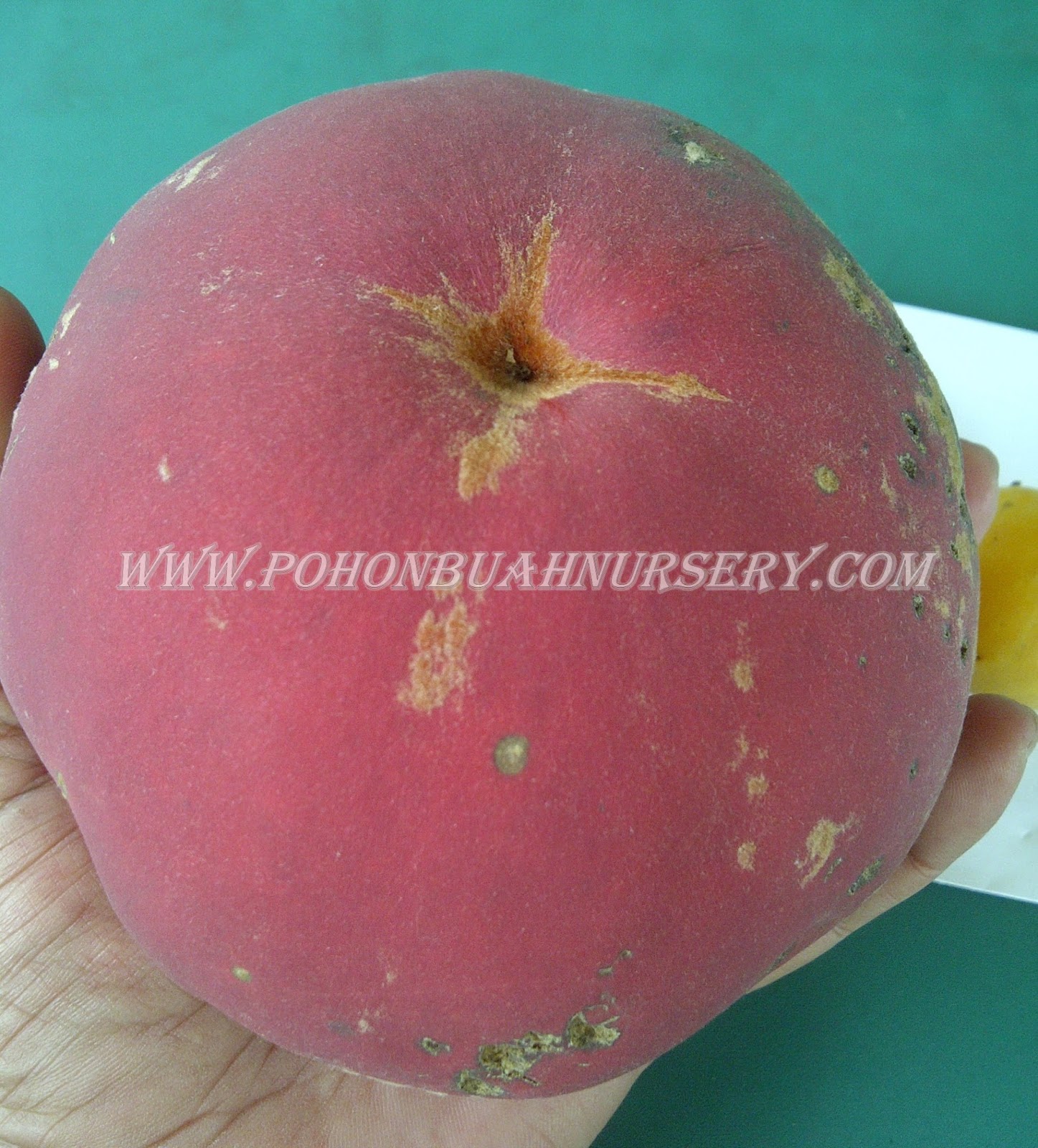 PBN: Bisbul (Diospyros blancoi A. DC)