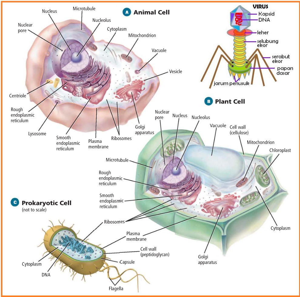 BIOLOGI GONZAGA: SEL TUMBUHAN