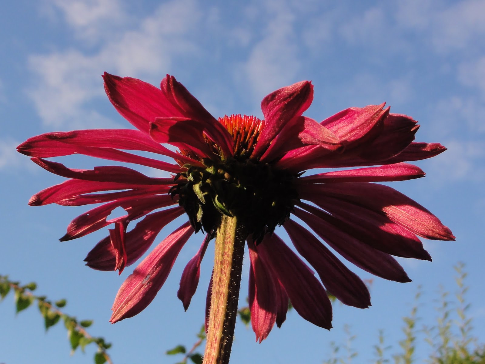 Fra frø til blomst: Purpur solhat Echinacea Purpurea