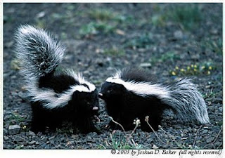 especies chilenas: El Chingue (Conepatus chinga)