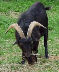 Lojas do Rito Brasileiro no Distrito Federal: “O BODE NA MAÇONARIA” 7