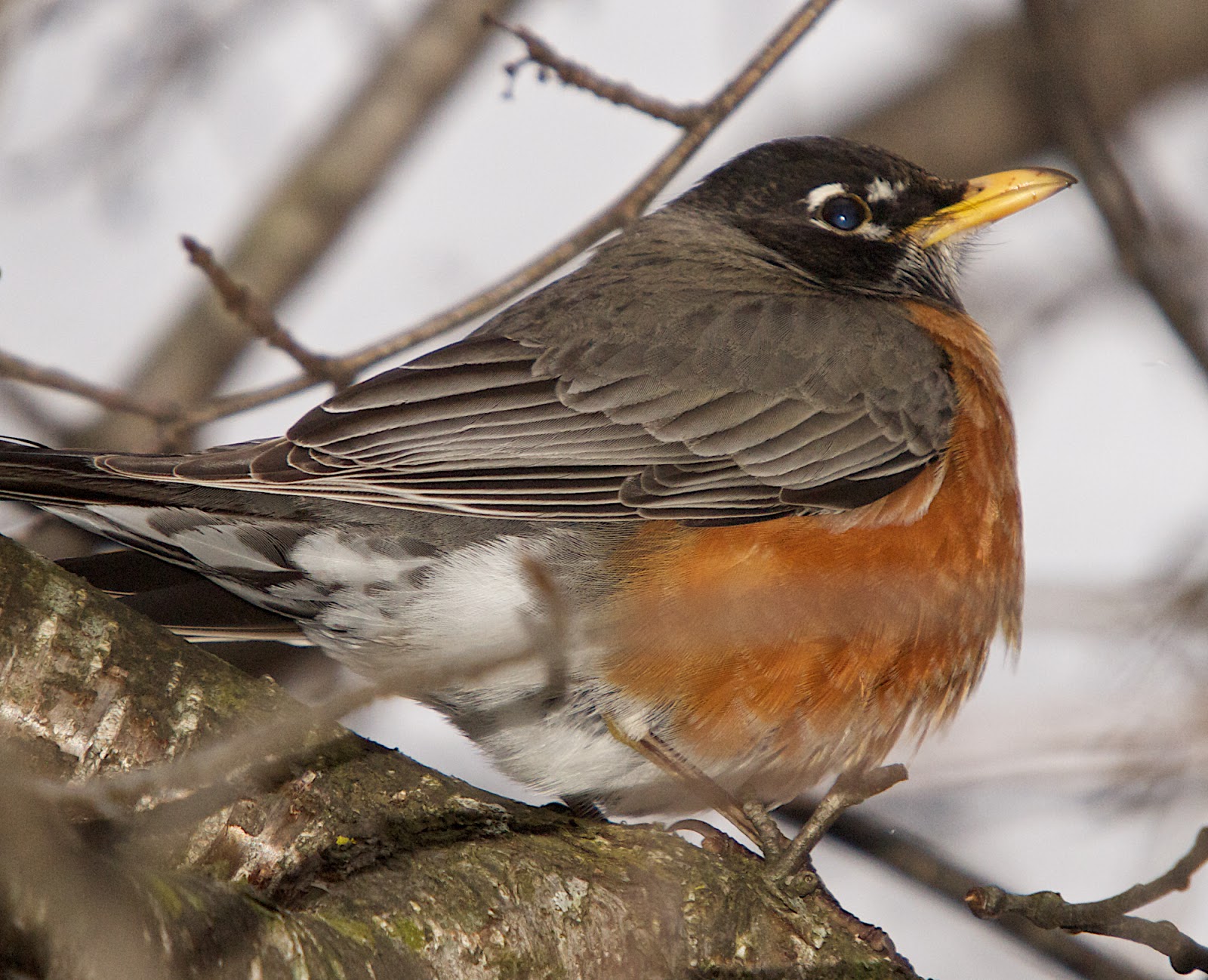 David Marvin Photography - Lansing, Michigan: American Robin