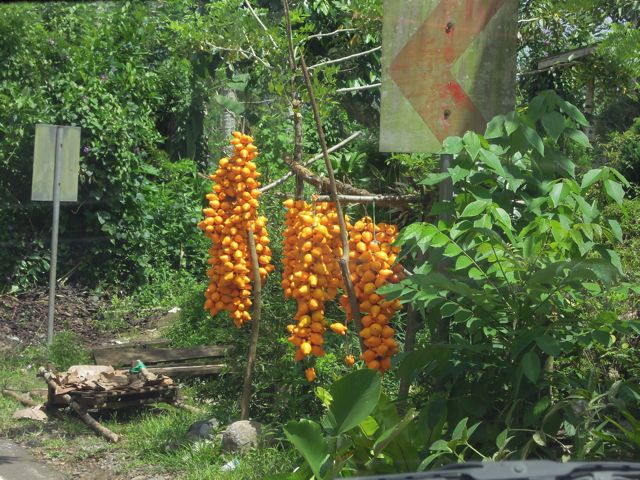 In Pinay's footsteps: MICKEY MOUSE FRUIT