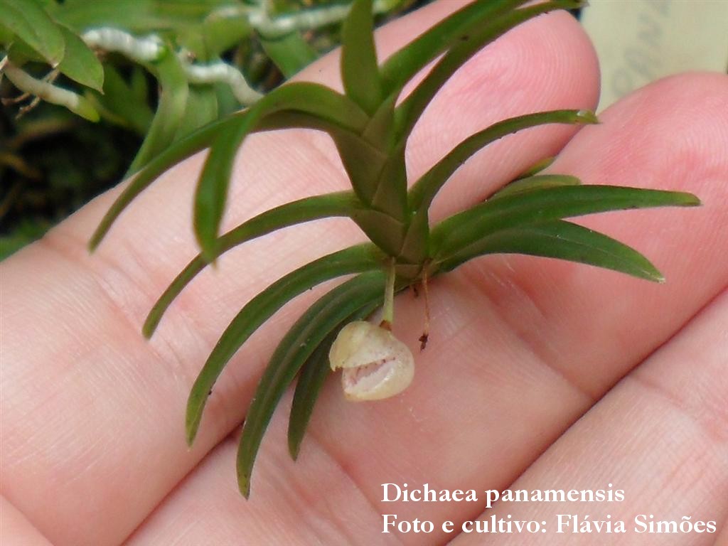 Orquidário da Flávia: Dichaea panamensis