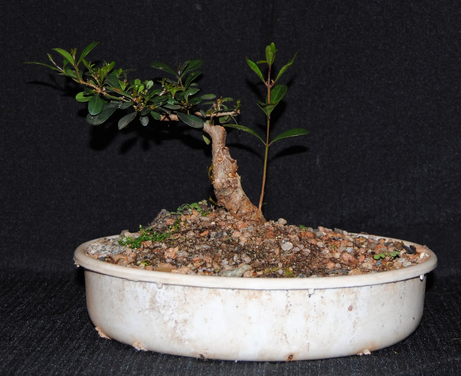 LENNARD'S BONSAI BEGINNINGS.: Open umbrella - Eugenia (Brush Cherry ...