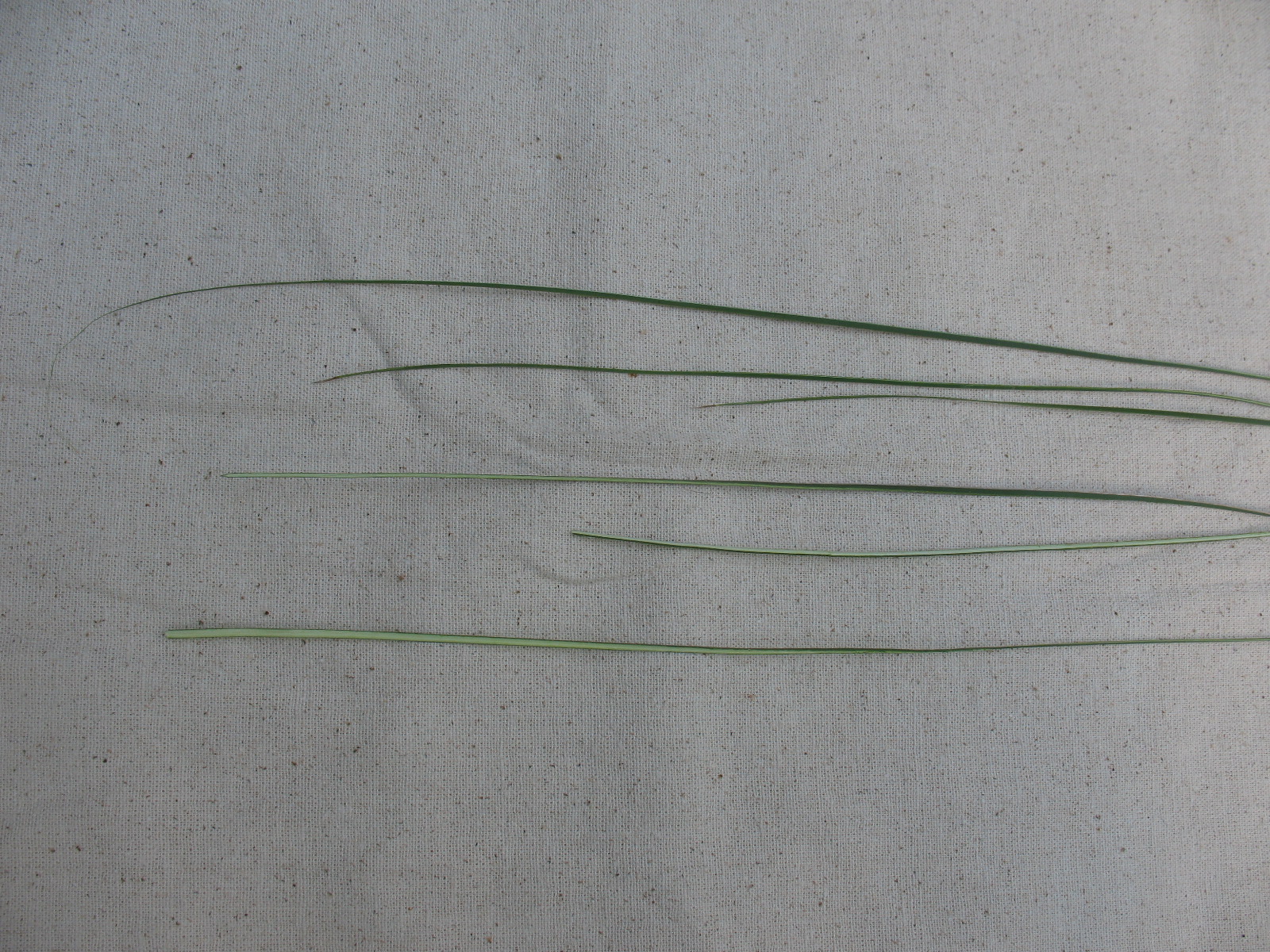 Sensible Survival: Survival Fishing - Make a Yucca Fishing Line